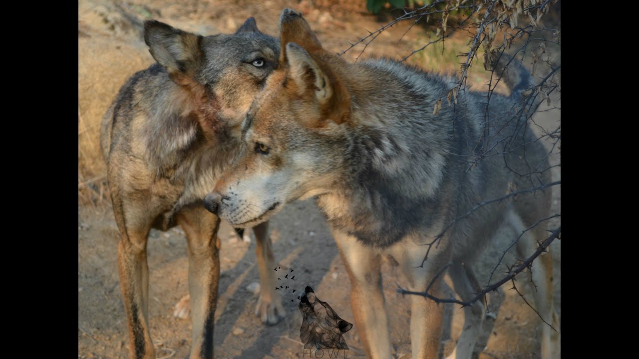HOWL Steps into Wolf Territory - YouTube