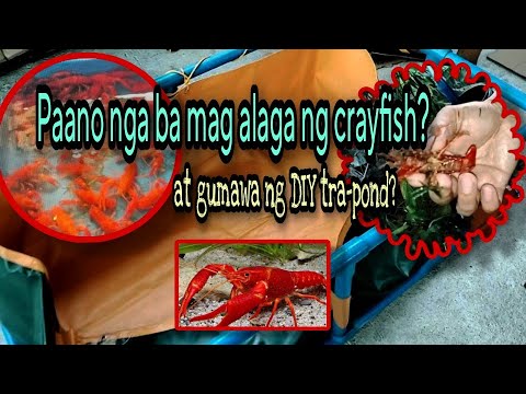 Paano mag alaga Ng CRAYFISH at paano gumawa DIY Tra-pond.... - YouTube