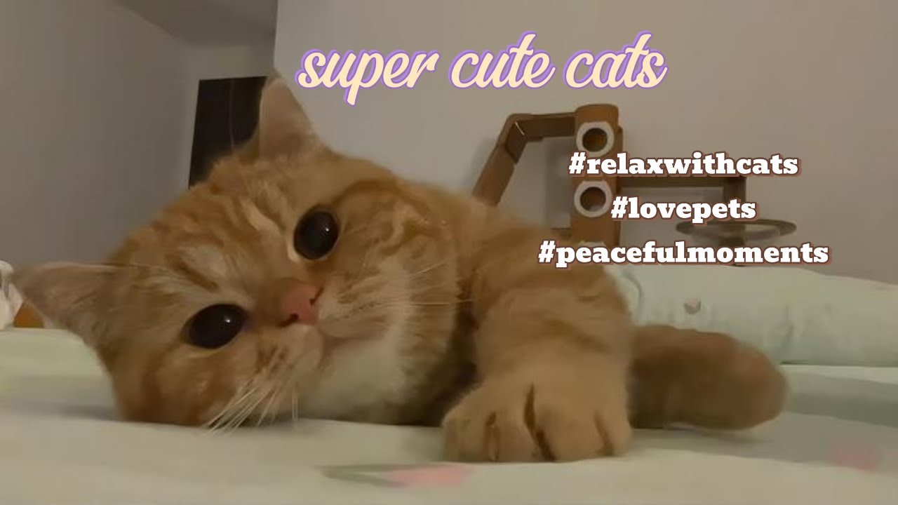 Bạn thấy tớ đáng iu hum? Am I always cute in your eyes? #cat #pets # ...