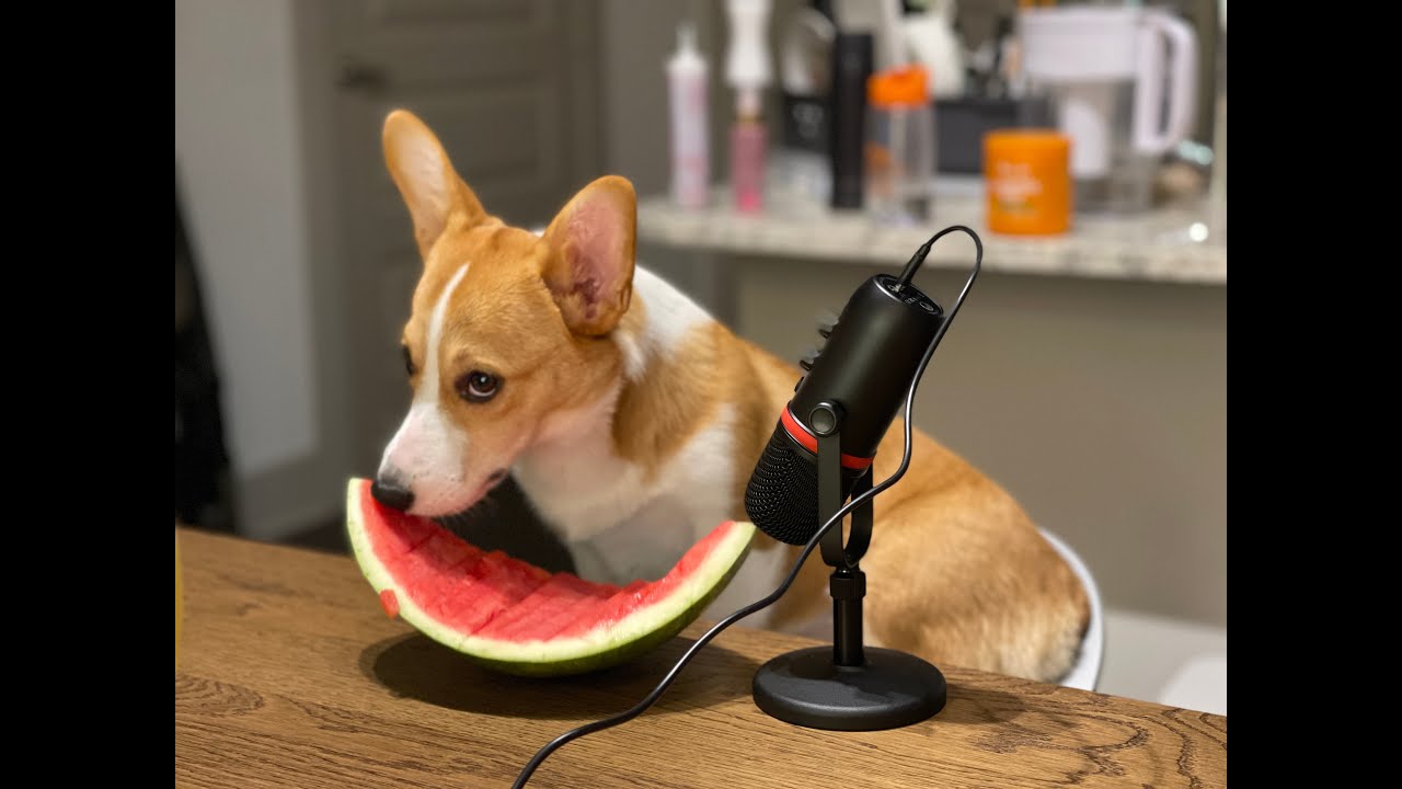 Watermelon Dog - Corgi ASMR - YouTube