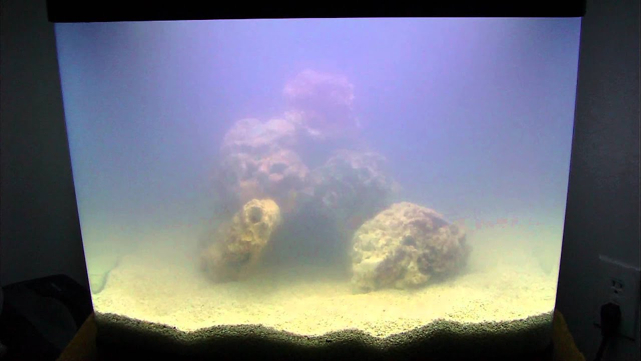 Week 2 Oceanic Biocube 29 gallon Saltwater Aquarium - YouTube