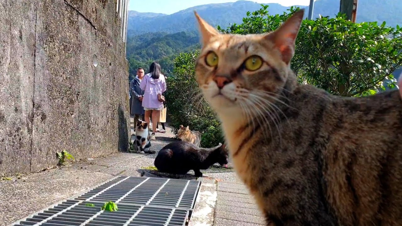 길고양이들이 아침집회를 연다 !? - YouTube