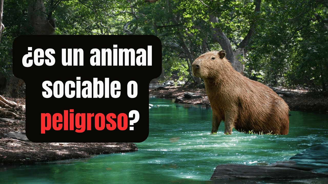 TODO LO QUE NO SABIAS DEL CAPIBARA!! - YouTube