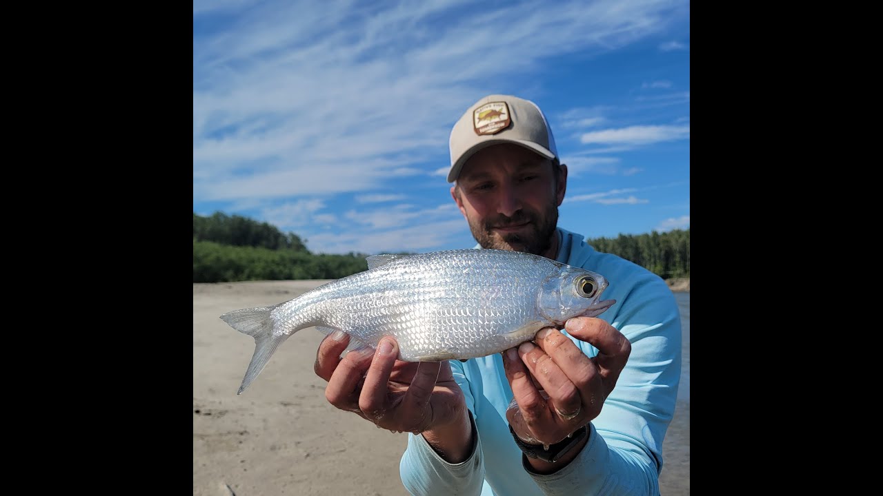 Minnesota's Native Fish: Shifting the "Rough Fish" Paradigm - YouTube