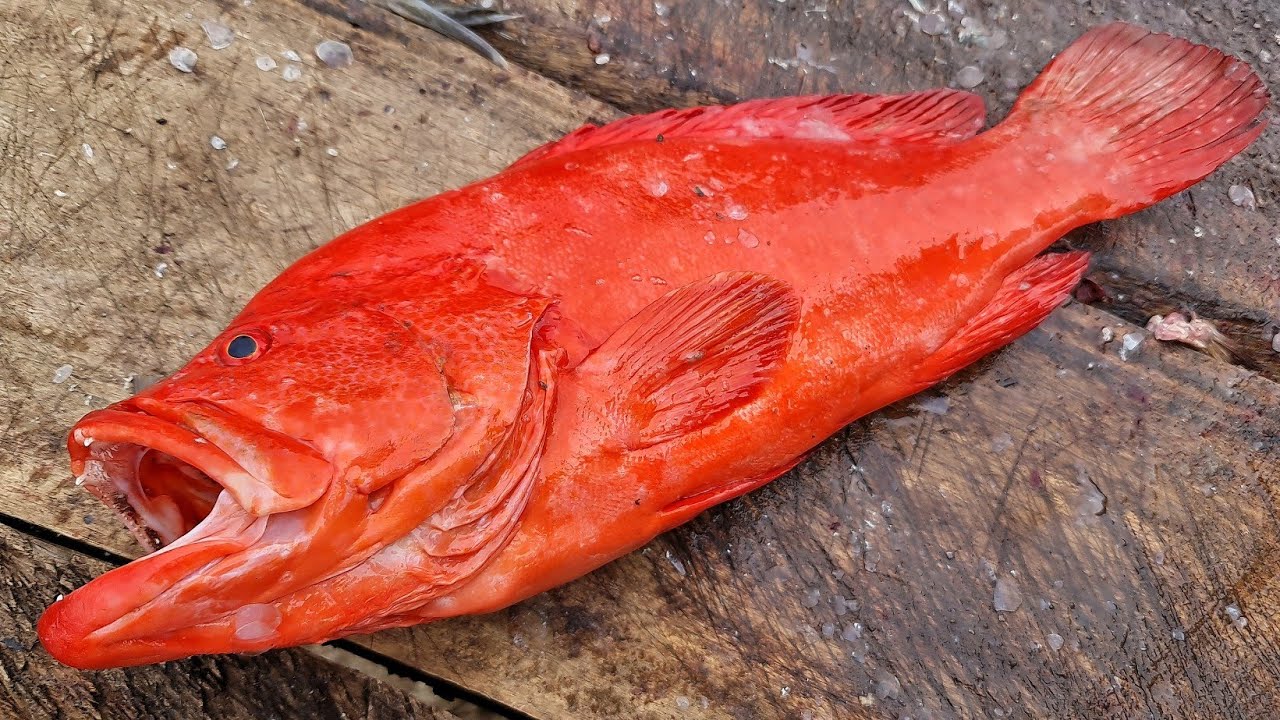 Tomato Hind Grouper Fish Cutting |Fresh Red Grouper Fish Cutting Skills ...