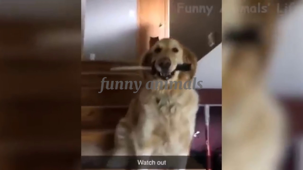 funny animals life | try not to laugh watching funny animals ...