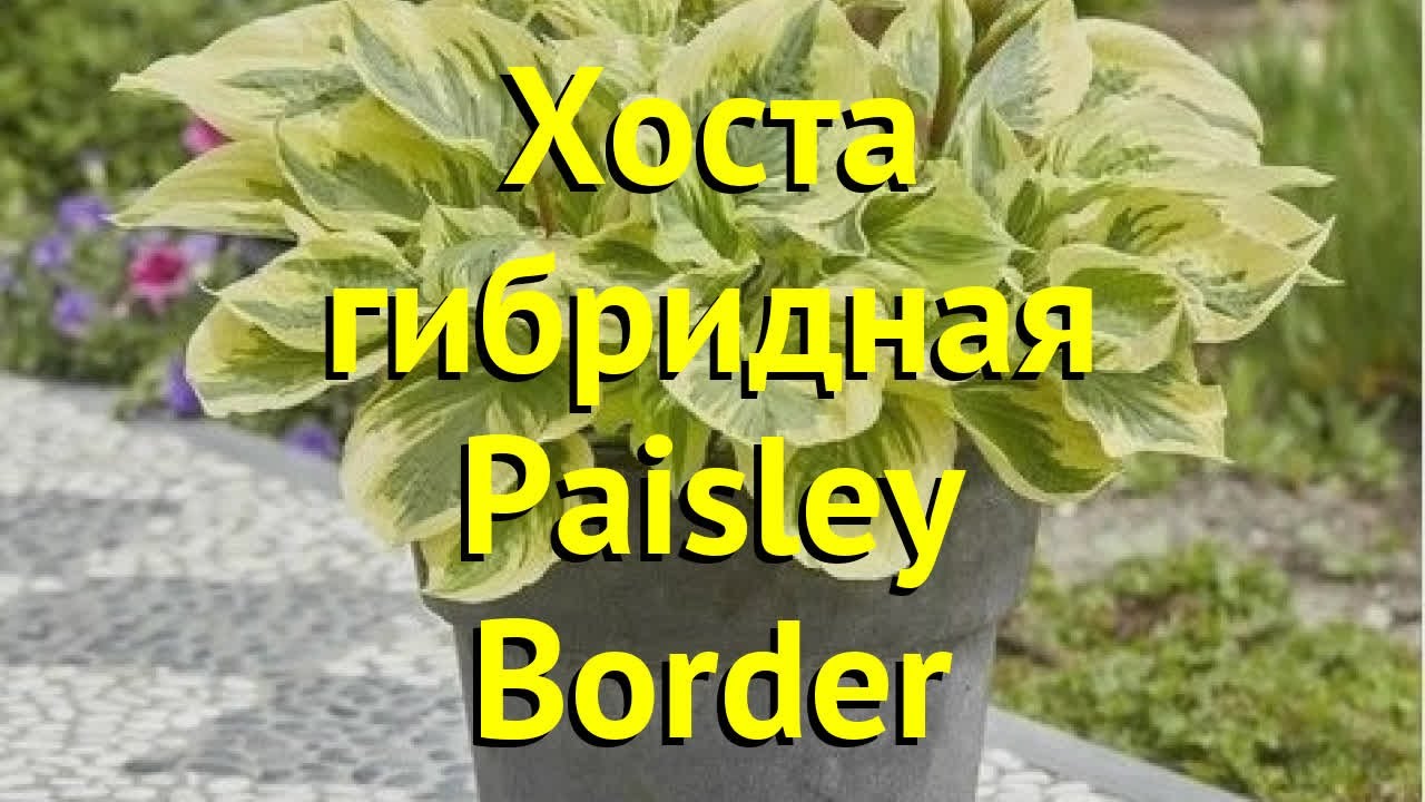 Хоста гибридная Пэйсли Бордер. Краткий обзор, описание характеристик ...