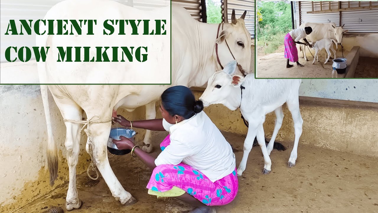Girl Cow Milking || Traditional Village Life || Milking || Village Hut ...
