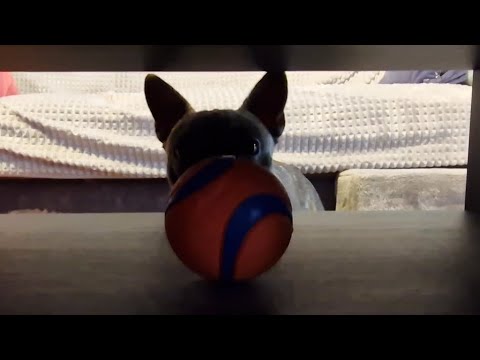 Frenchie problems - YouTube