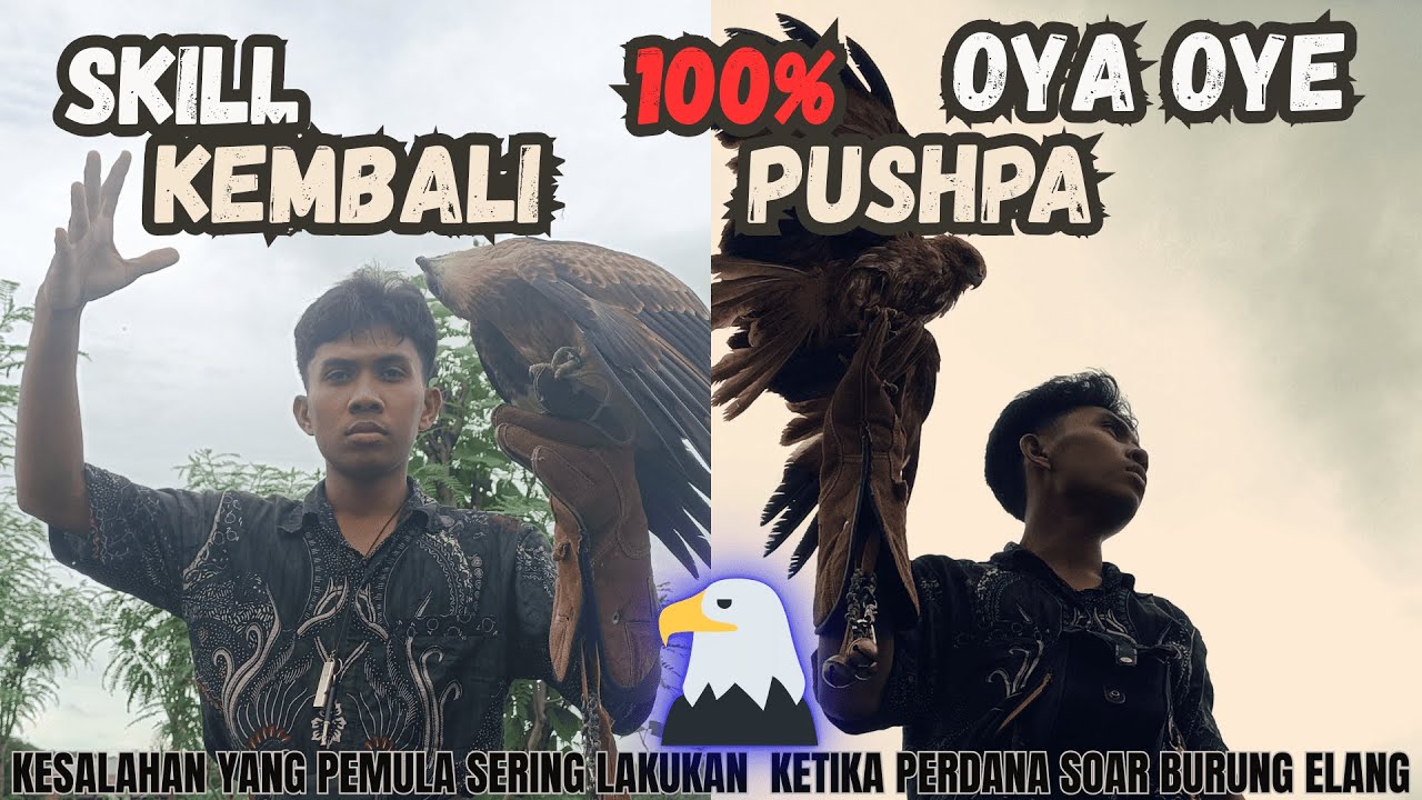 Cara Mengembalikan Karakter Burung Elang Yang Pernah Soaring Bagus ...