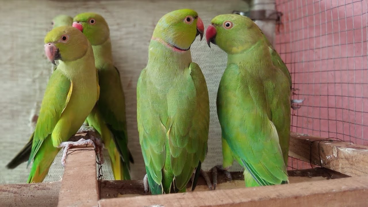 Ringnek Parrot Video Compilation || Funny Taking Parrots || bolne wala ...
