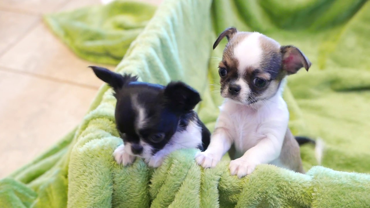 mini civava s PP na predaj - YouTube