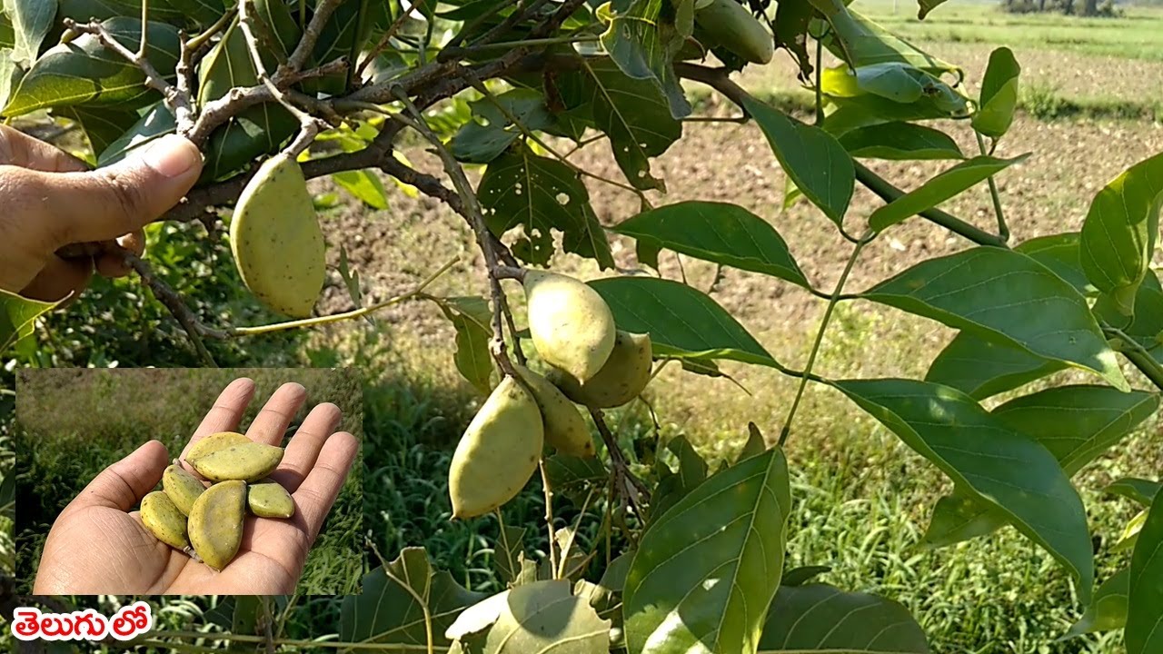 కోట్లు ఖర్చు పెట్టినా నయం కానీవ్యాధుల్ని ఇంత తేలిగ్గా నయం చేస్తుంది ...