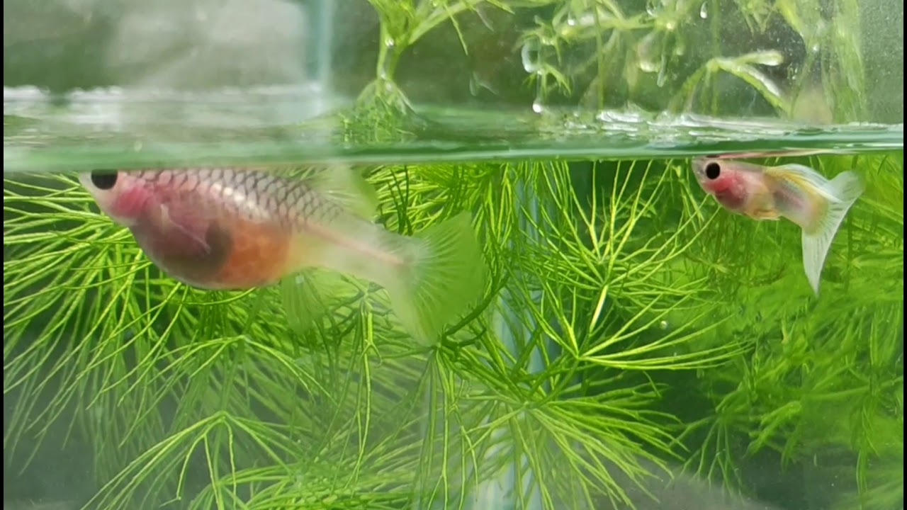 Pinku See Through Guppy | SnS Fish Farm Trivandrum | - YouTube