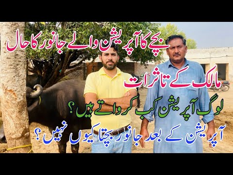 Feedback of owner about c-section of buffalo. c-section video link in ...