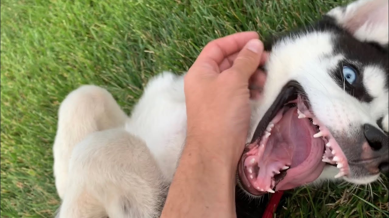 SIBERIAN HUSKY LOSES FIRST TWO TEETH!! - YouTube