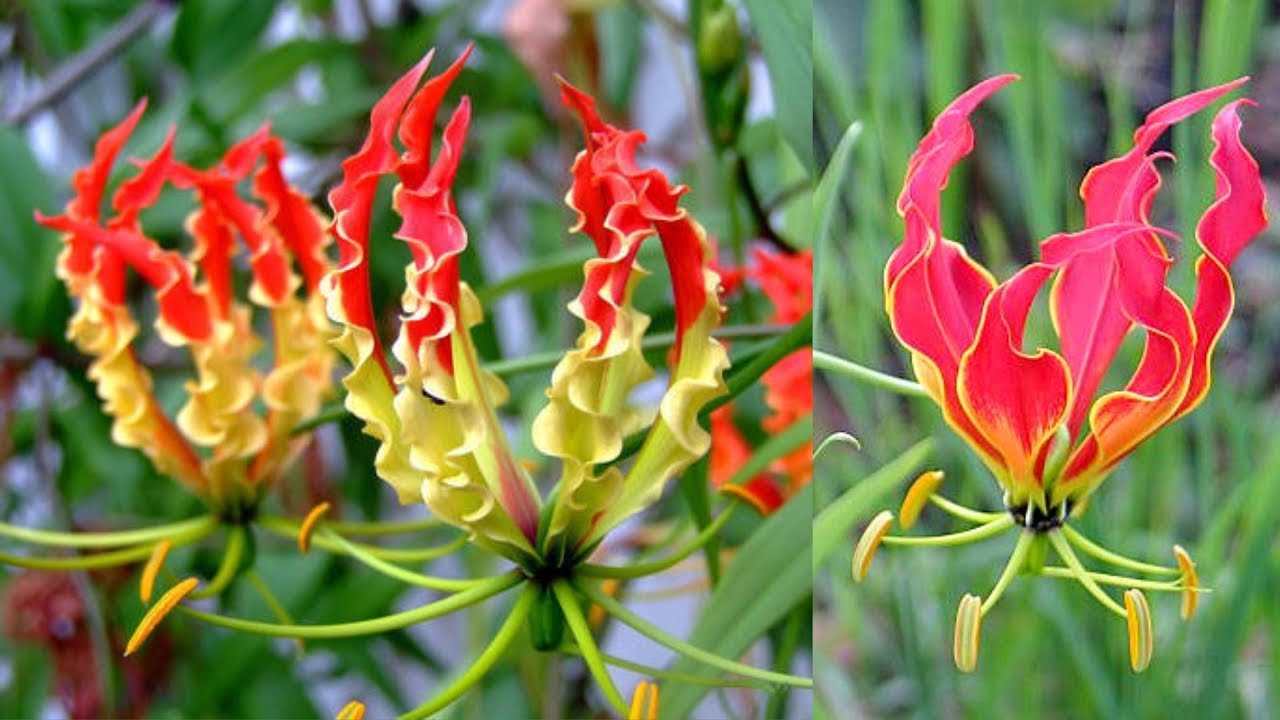 Flame Lily 🔥 - YouTube