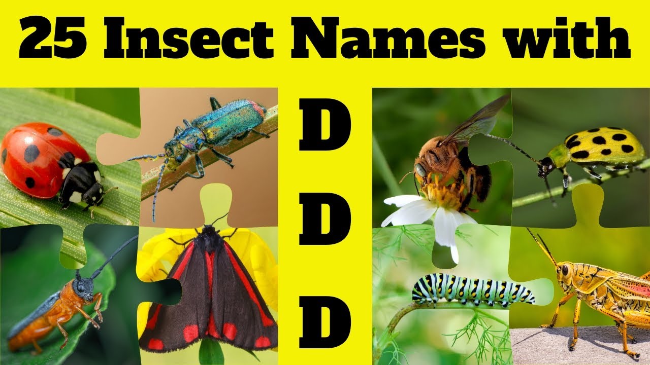 Insects and Bugs Vocabulary 🐜🐝| 25 Insect Names Start with Letter D ...
