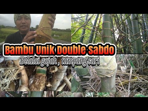Bambu Unik Double Sabdo , Belalai gajah , Ruas pendek dan Tumpang sari ...