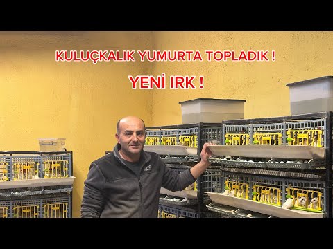 KULUÇKALIK BILDIRCIN YUMURTASI TOPLADIK , YENİ IRK İLE YOLA DEVAM ! #quail #egg 