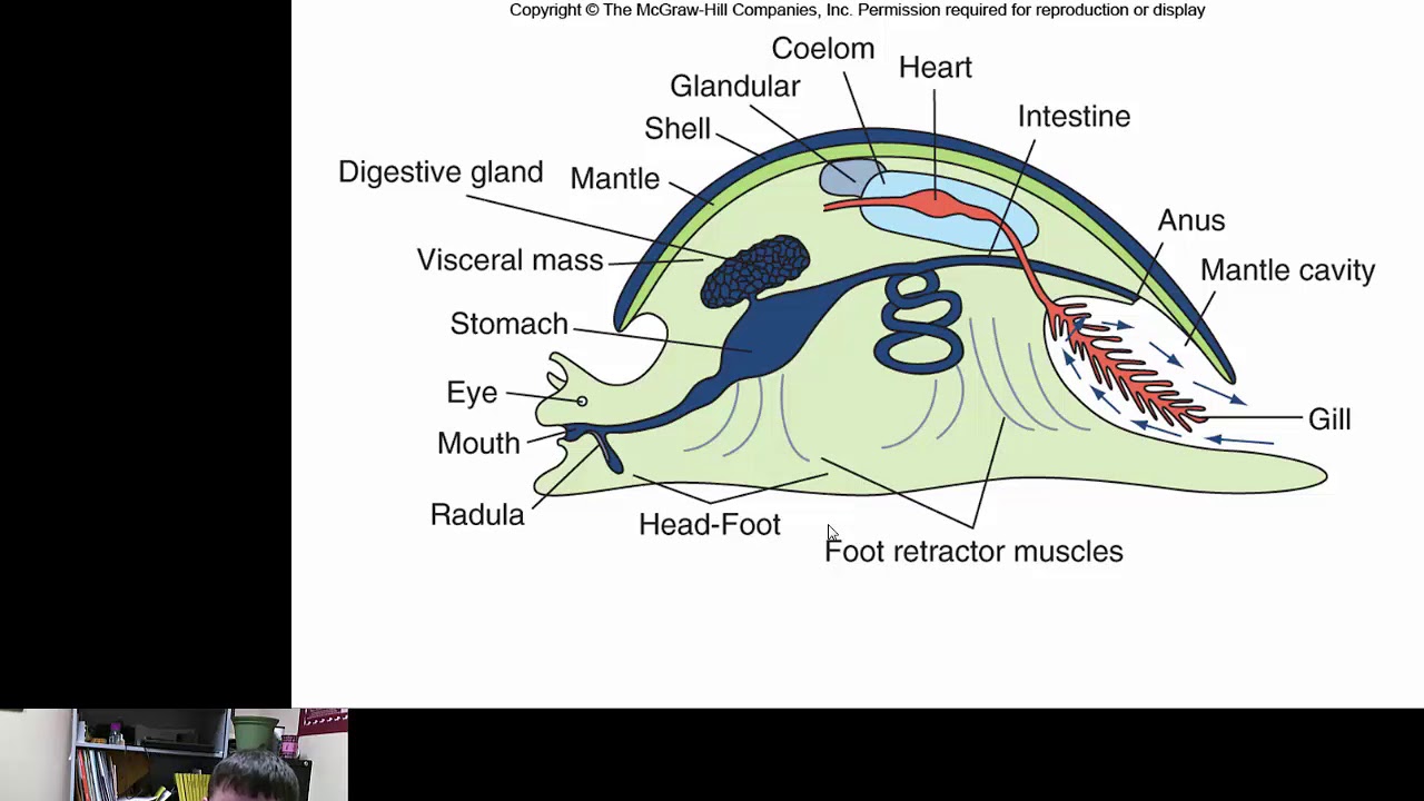 Mollusca- Gastropoda - YouTube
