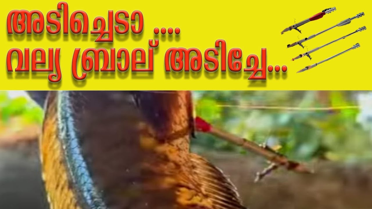 അടിച്ചെടാ ....വല്യ ബ്രാല് അടിച്ചേ...| The big snakehead Fish (Bral ...
