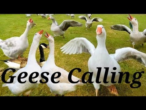 Geese Calling | Geese Sounds | Geese Honking | Goose Voice - YouTube