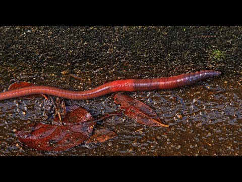 SOLUCANLAR HAKKINDA MERAK ETTİĞİNİZ 8 BİLGİ