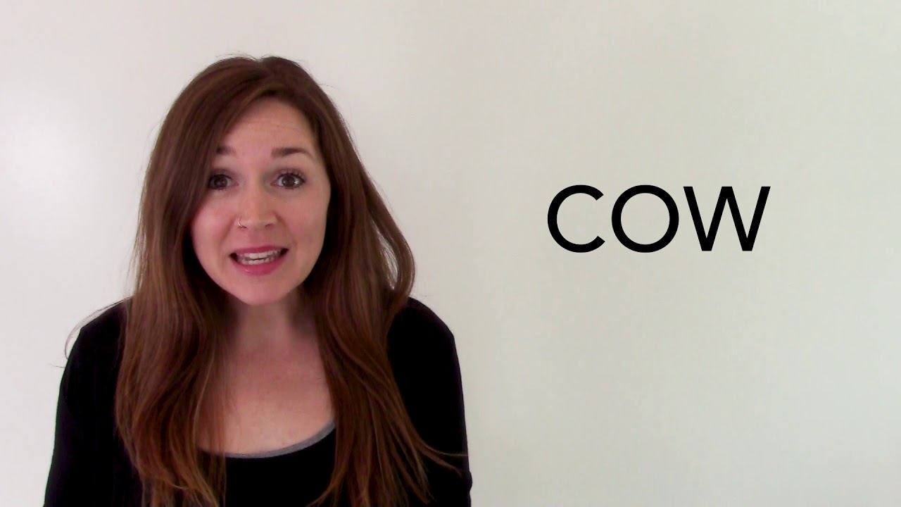 Cow | Spotlight's Word of the Day - YouTube