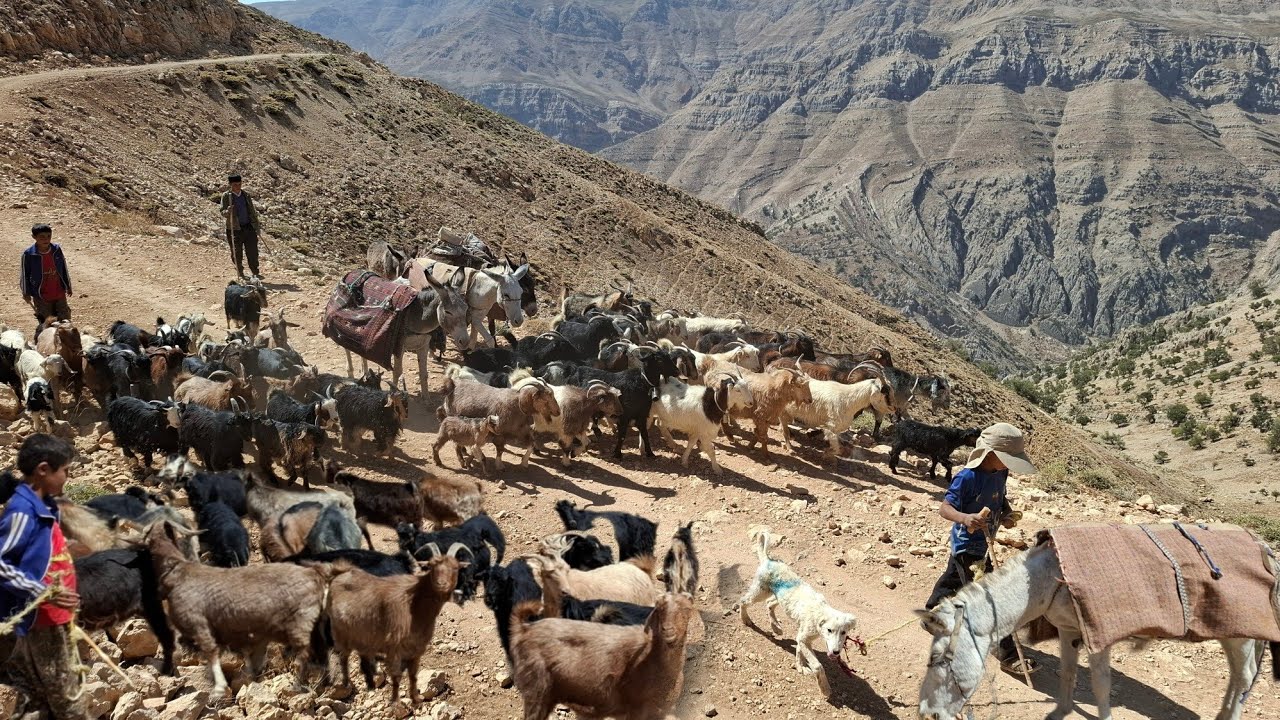 Nomadic Life 🐑 | 🚶‍♂️ Amazing migration of a nomadic family to the ...
