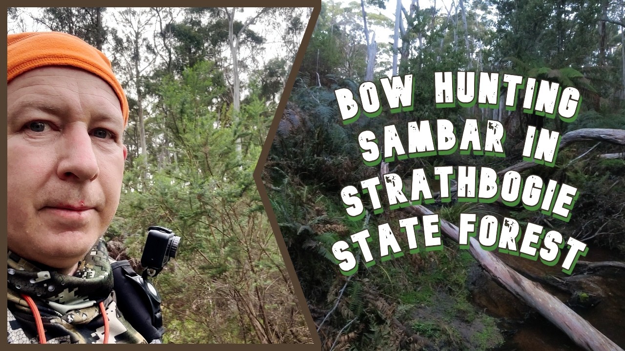 Bow hunting sambar in Strathbogie State Forest - YouTube