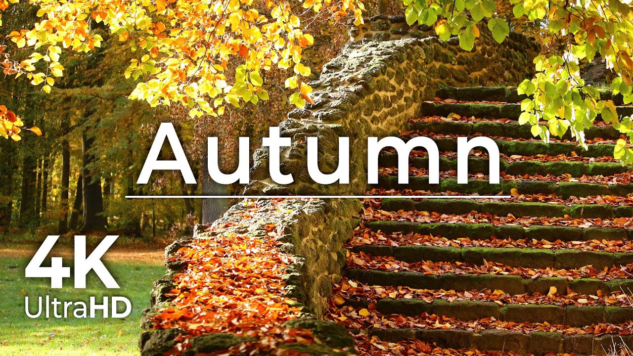Autumn 4K | BEST Relaxing Autumn Scenery | Forest Sounds with Calming ...