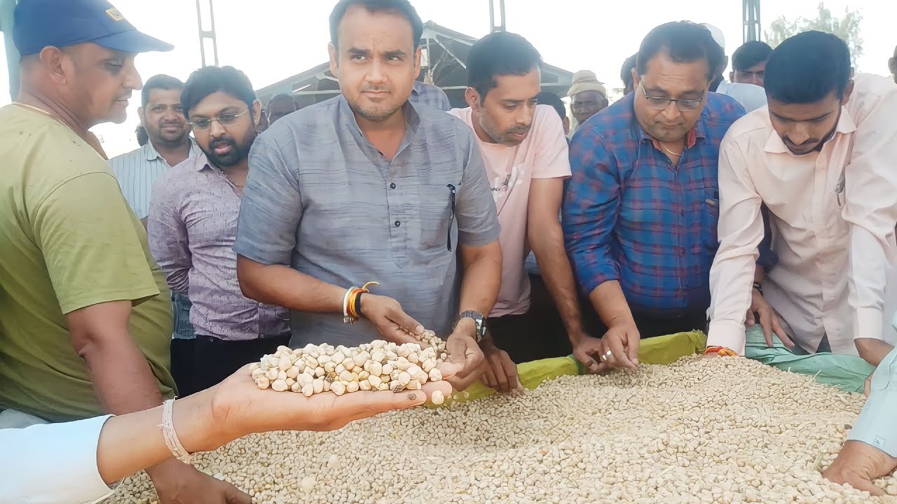 07 मार्च 2023। कुक्षी मंडी समिति द्वारा डालर चने और गेहूं का भाव जाने ...