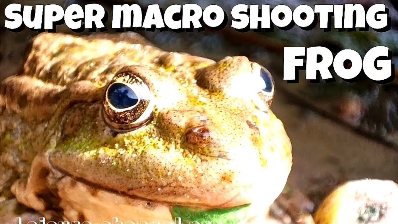 Amazing FROG | Big FROG on the river | Super macro shot | Frog in the ...