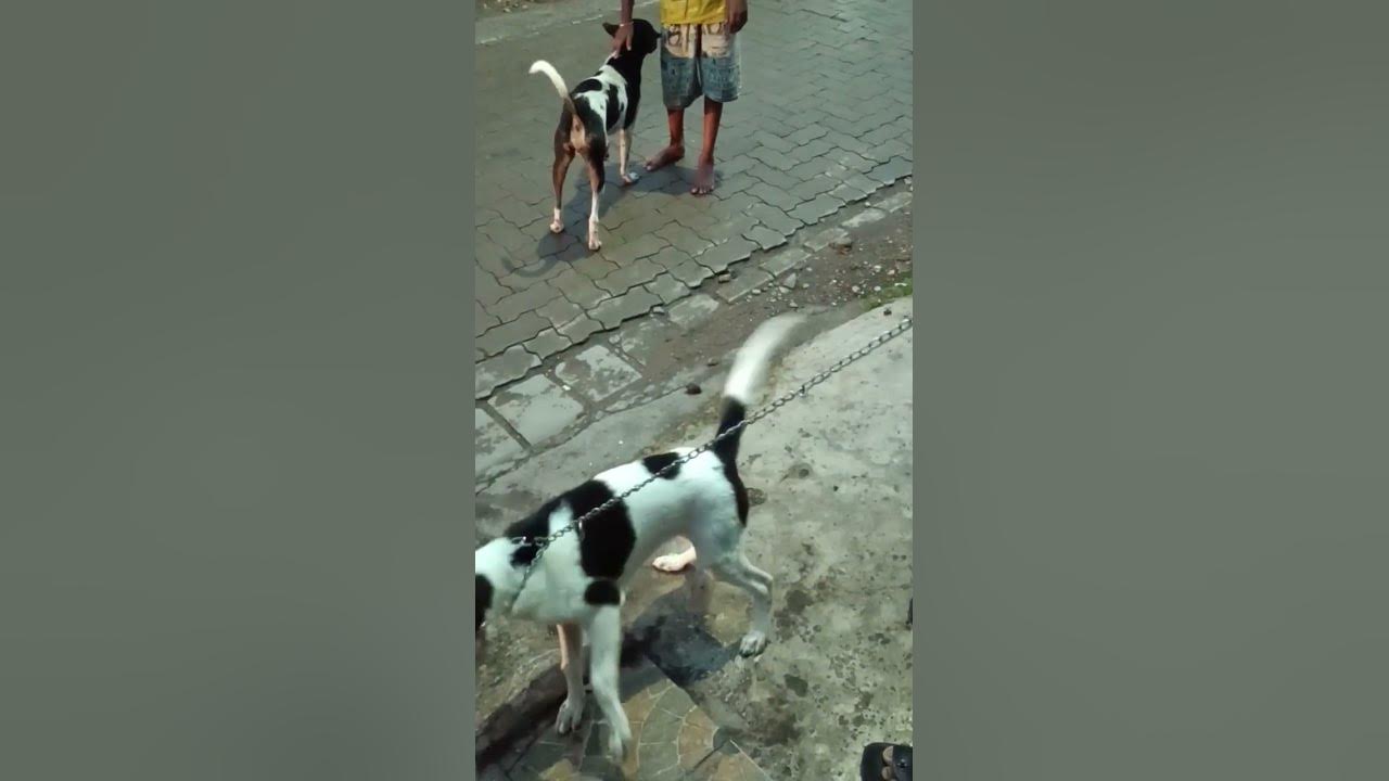 Mini gussa ho rahi dusre doggy ko pyar karne se ☺ |short - YouTube