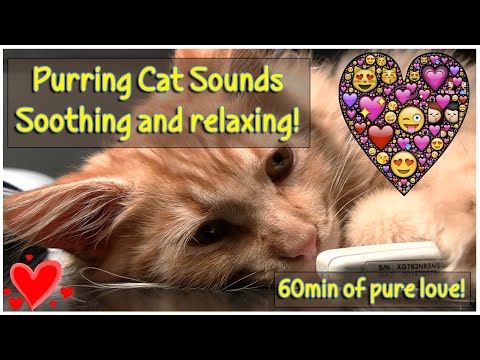 Purring Cat Sounds For Relaxation - Sounds That Cats Love - Pure Cat ...
