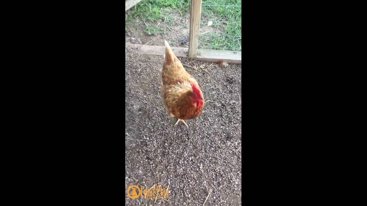 Crazy Chicken Chasing Girl into Coop and.... - YouTube