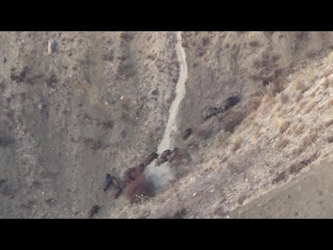 DOMUZ AVI - ANKARA KALECİK - AVCI ROÇKOLAR - TÜRKİYE DOMUZ AVLARI