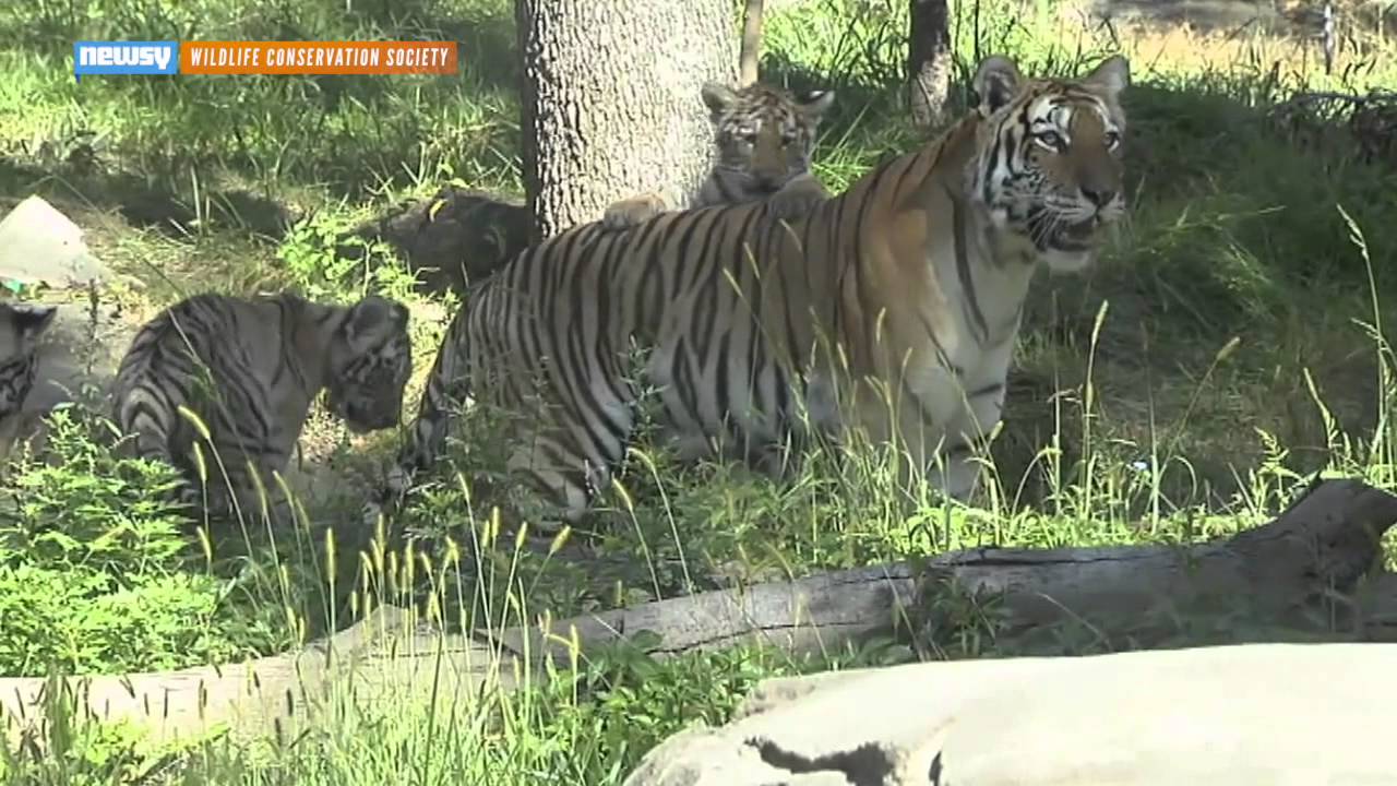 What A 10-Second Video Of Rare Tigers Could Mean For China - YouTube