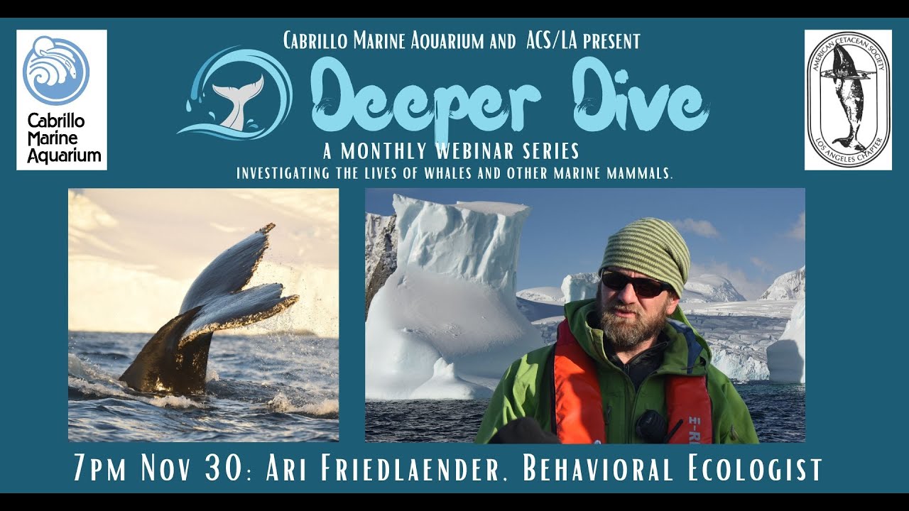 Deeper Dive with Ari Friedlaender - Collaboration in Marine Mammal ...