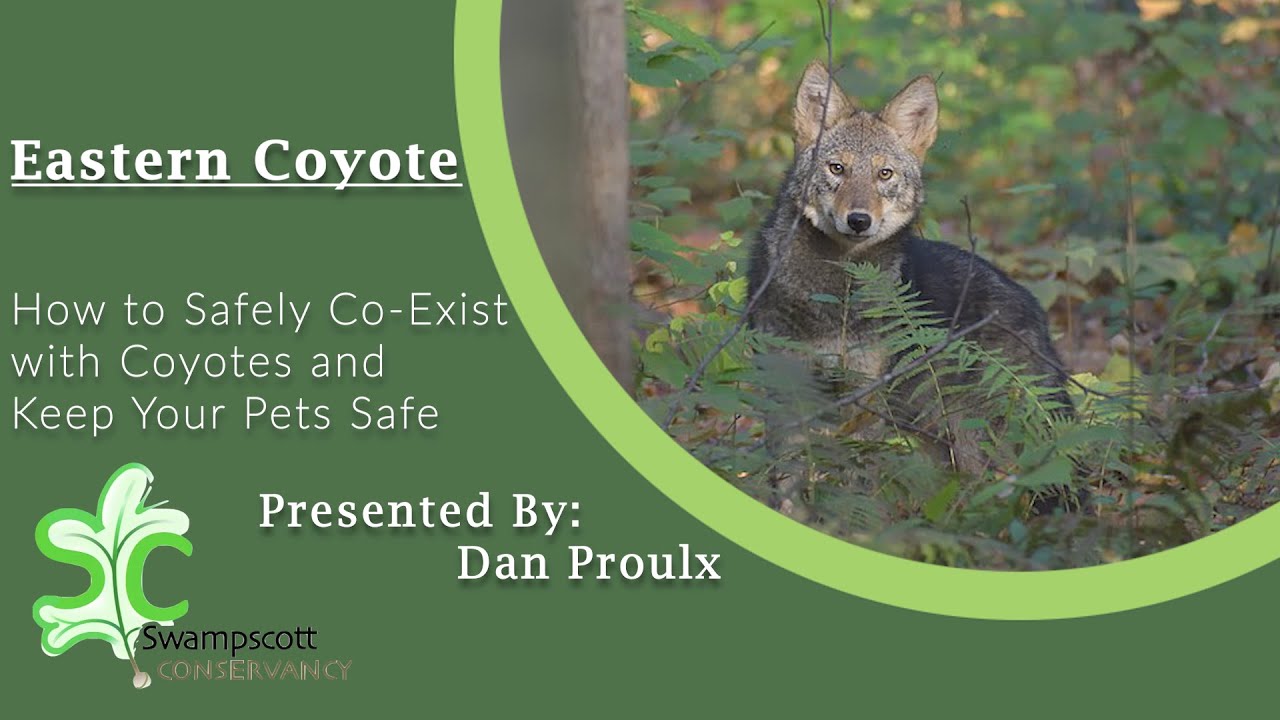 Eastern Coyote Presentation by Dan Proulx - YouTube