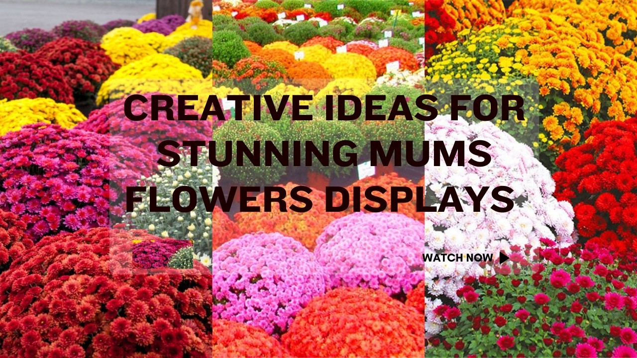 Creative Ideas for Stunning Mums Flowers Displays | Garden Mum Flowers ...