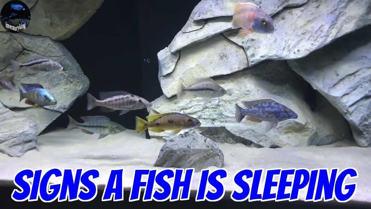 Did You Know That LIVE FISH Sleep Just Like Other Animals ? - YouTube