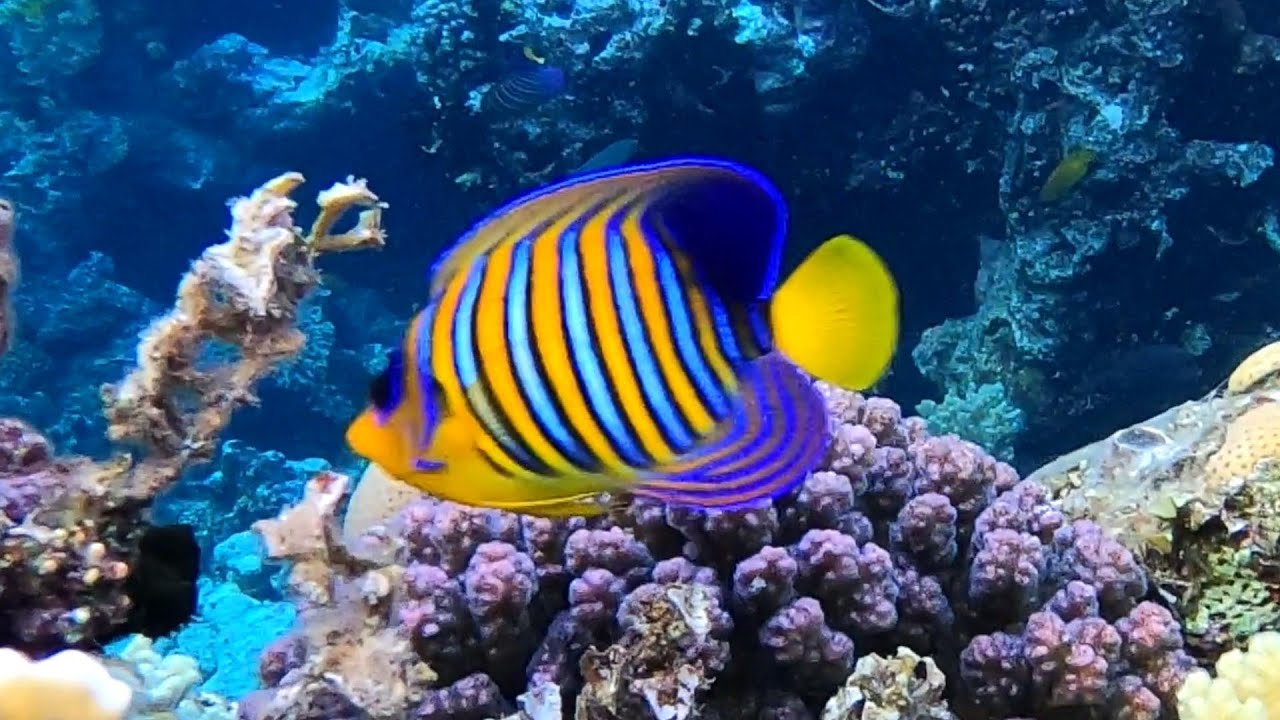 Le merveilleux récif de Dahab mer rouge Égypte - YouTube