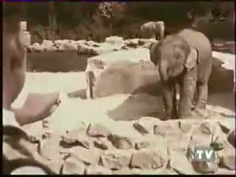 Nestle Rolo - Elephant Commercial / Advert 1996 - YouTube