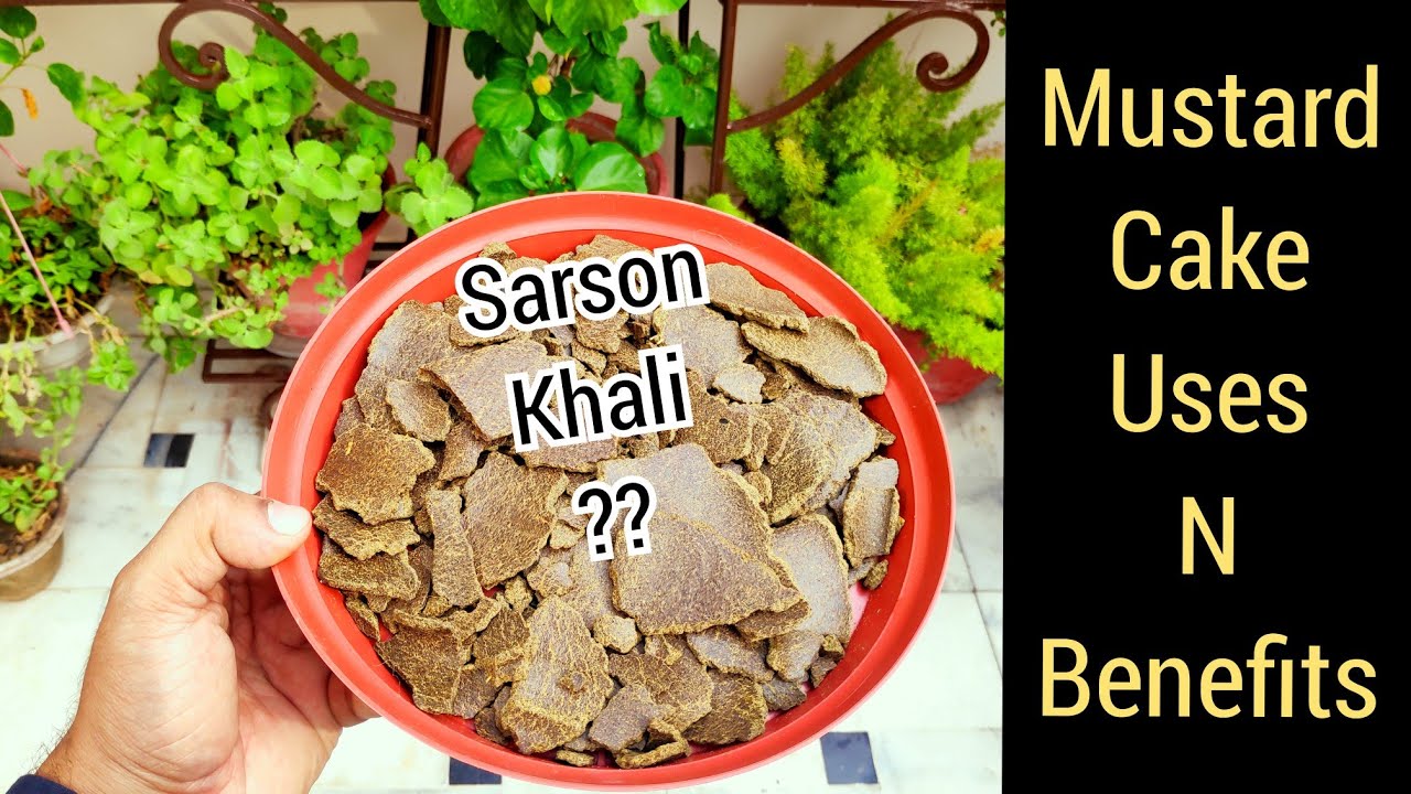Sarson khali fertilizer कैसे इस्तेमाल करें , mustard cake fertilizer ...