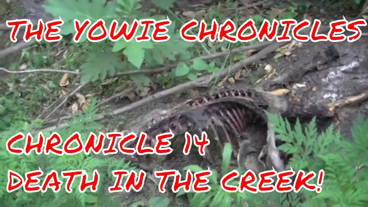 Yowie/Bigfoot's Feeding Ground: The Yowie Chronicles: Chronicle 14 ...