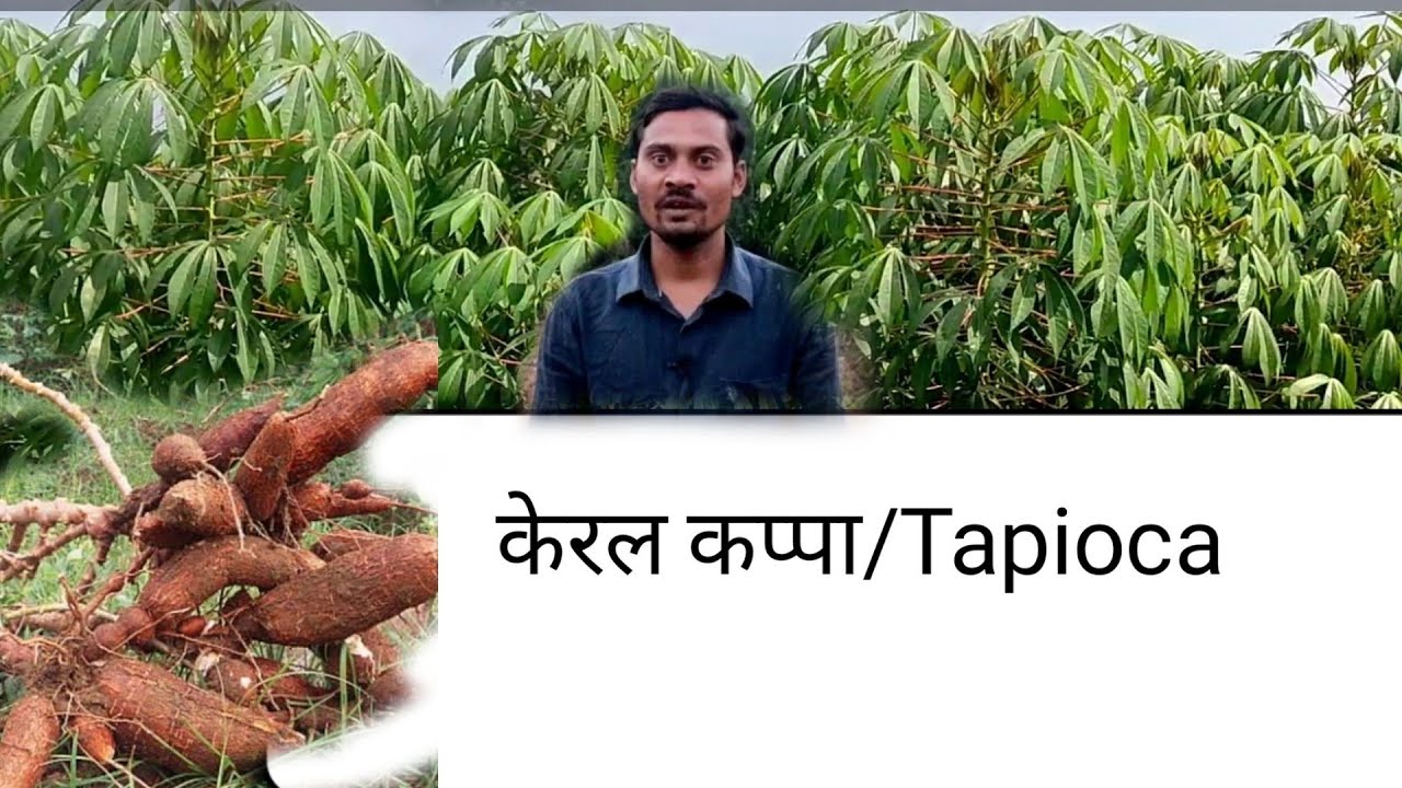केरल कप्पा खेती /Kerala Kappa tapioca farming - YouTube
