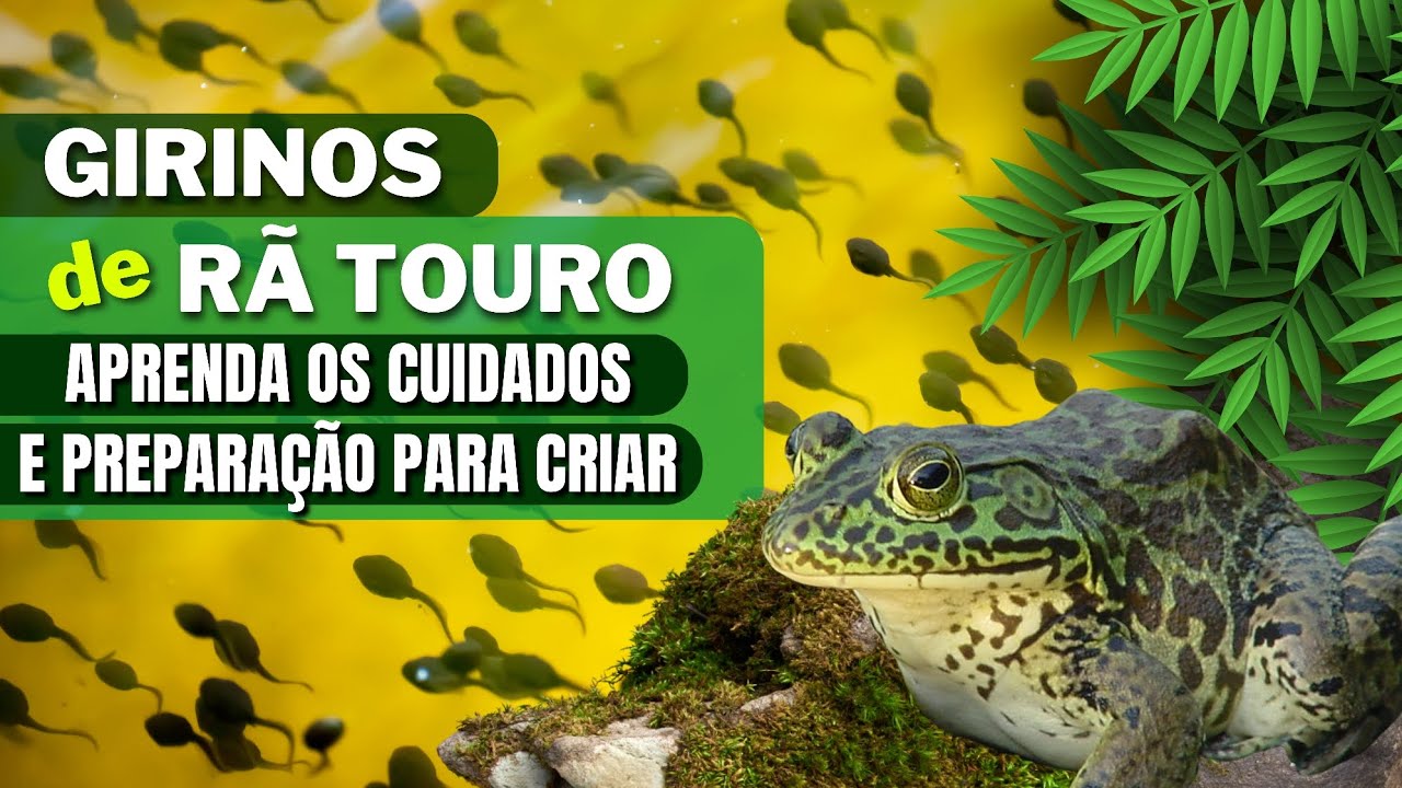 GIRINOS DE RÃ TOURO | Aprenda os Cuidados e Preparação para Criar - YouTube