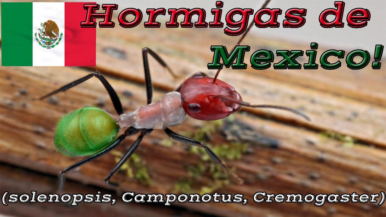 ¡Hormigas En México! (Solenopsis, Camponotus, Crematogaster) - YouTube